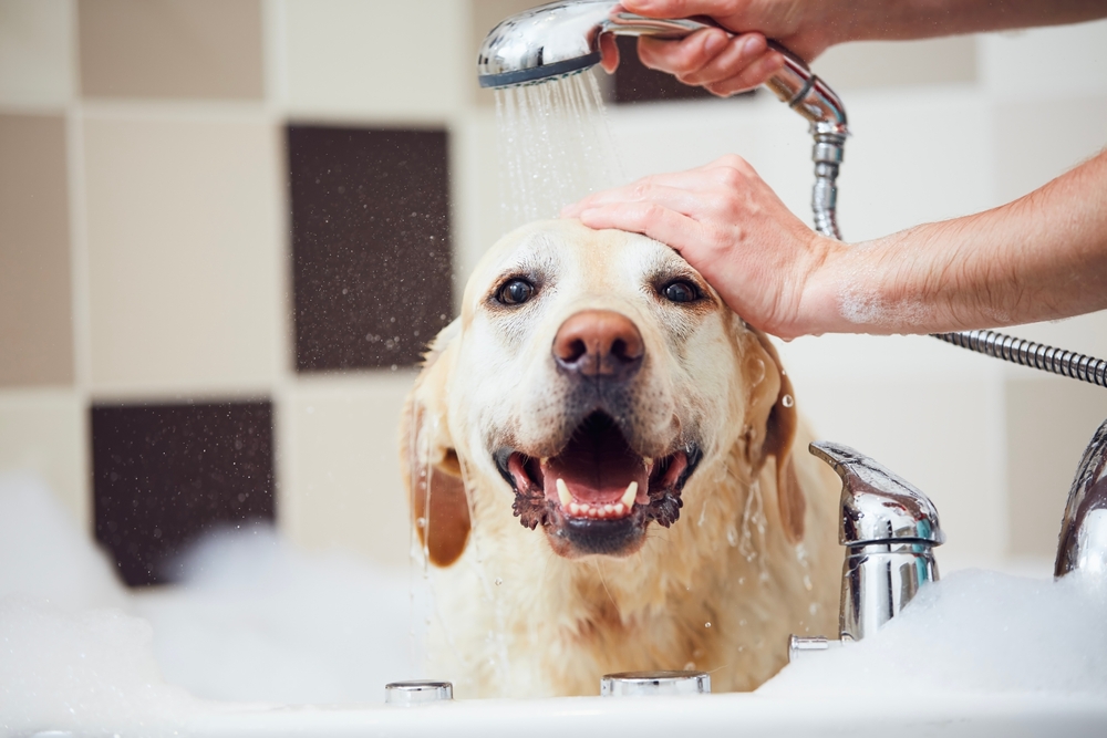 Wetroom for Dogs – Luxury Pet Bathing